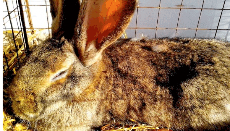 Best Stackable Rabbit Cages [2025 Review] Stacking Wire Cage Bunnies