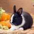 Can Rabbits Eat Kale [2022 ] Good for Bunnies to Have Stems Stalks